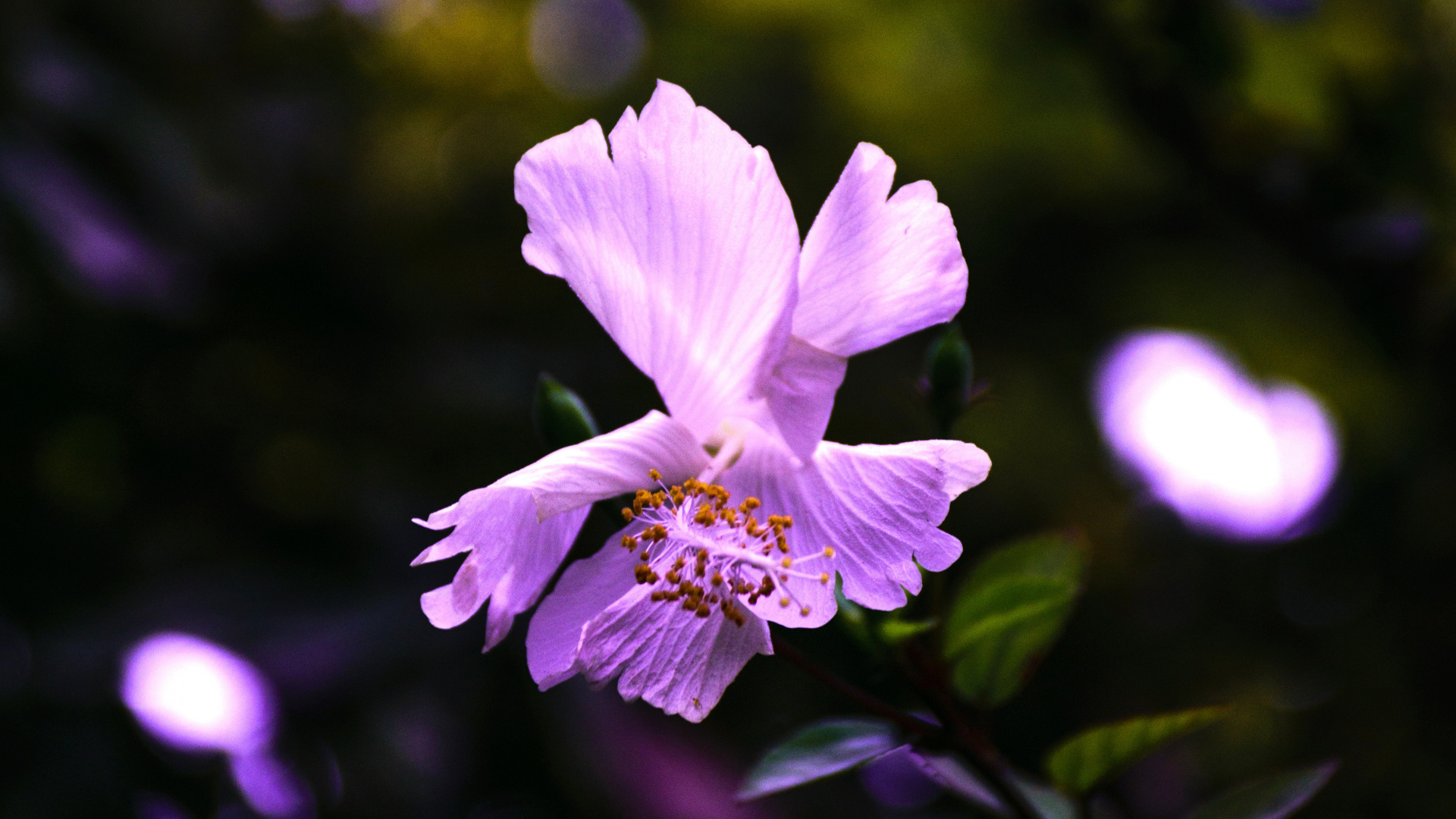 Purple Flower in Tilt Shift Lens Full HD - KDE Store