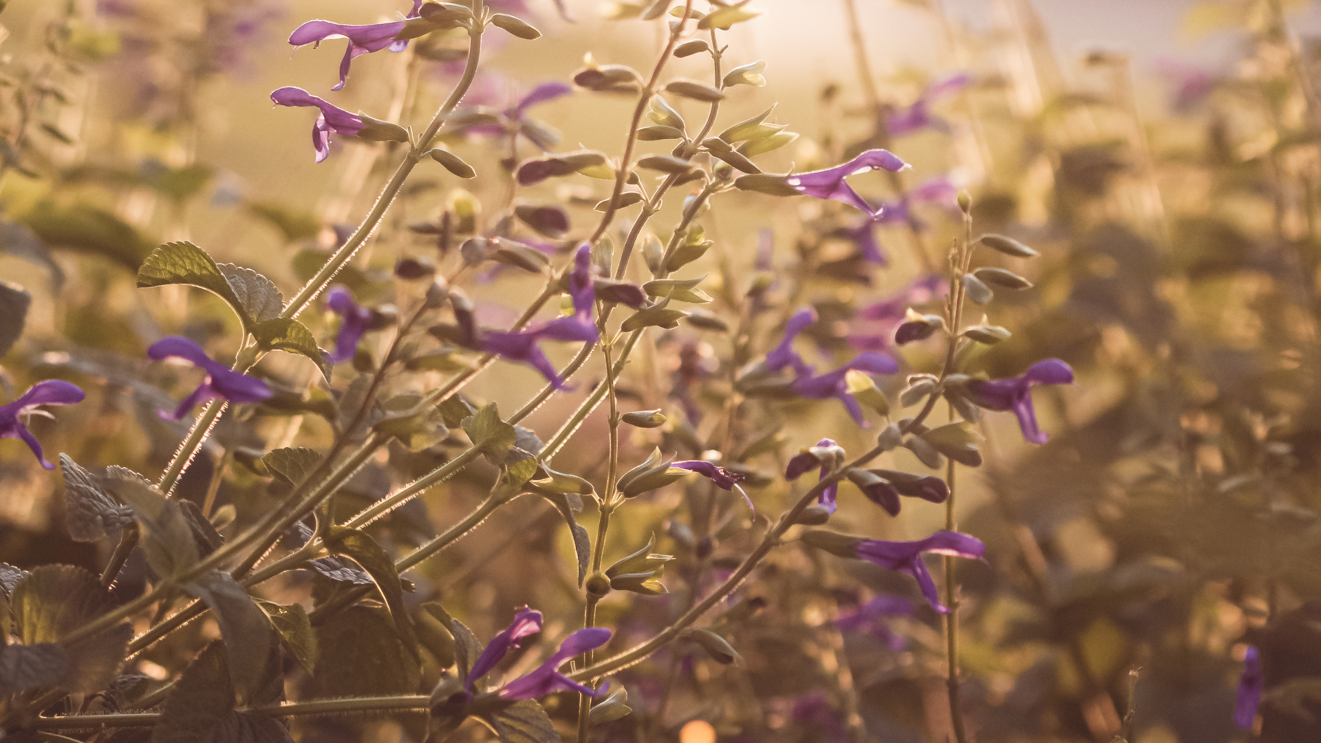 Green Plant With Purple Flowers Full HD - KDE Store