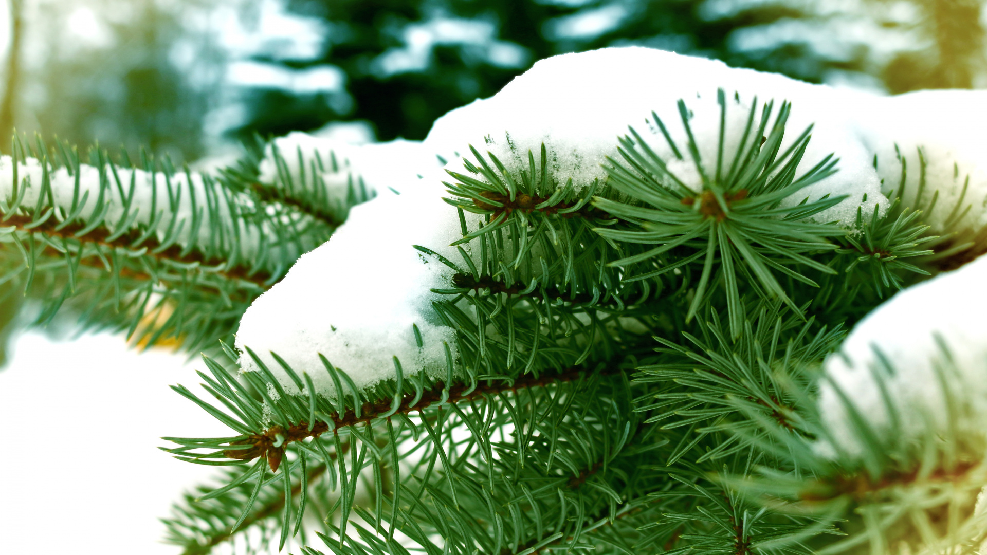 Green Pine Tree Covered With Snow Full HD - KDE Store