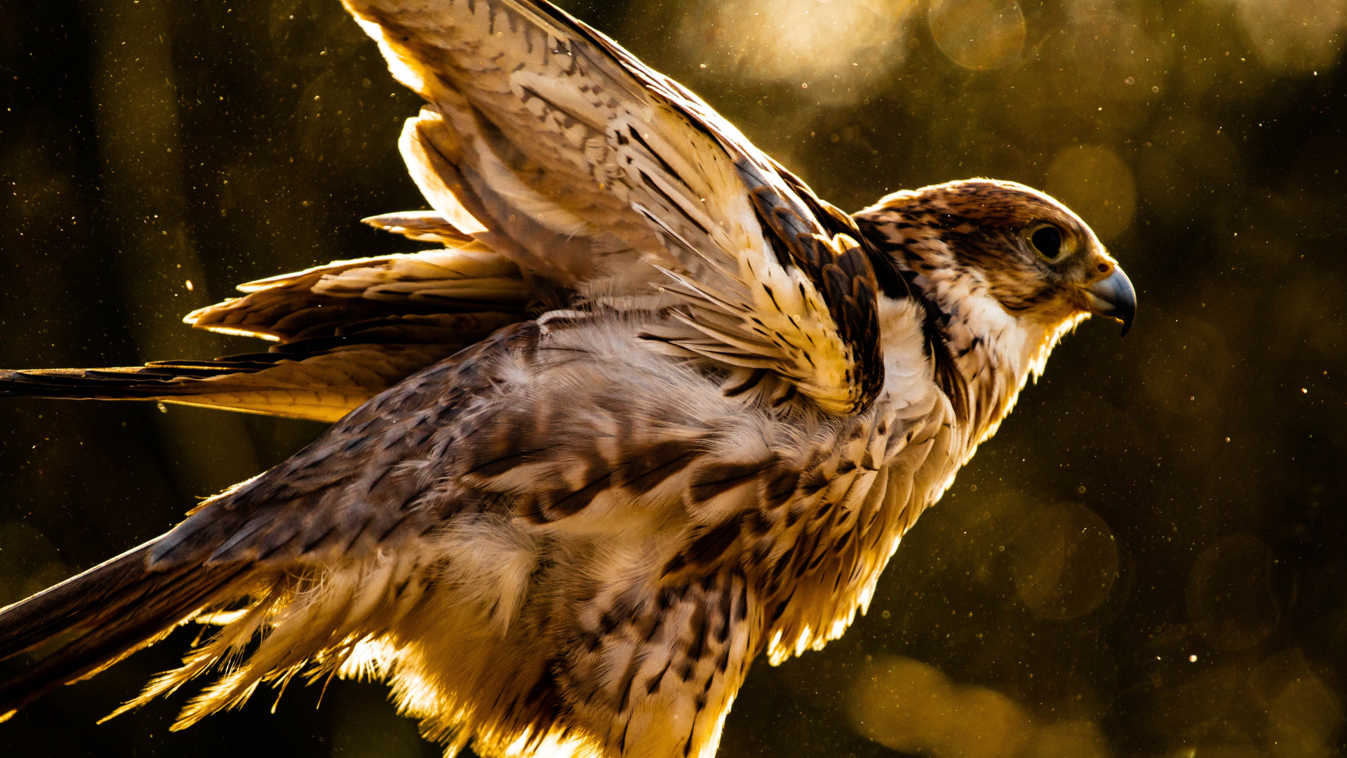 Brown and White Bird on Tree Branch Full HD - KDE Store