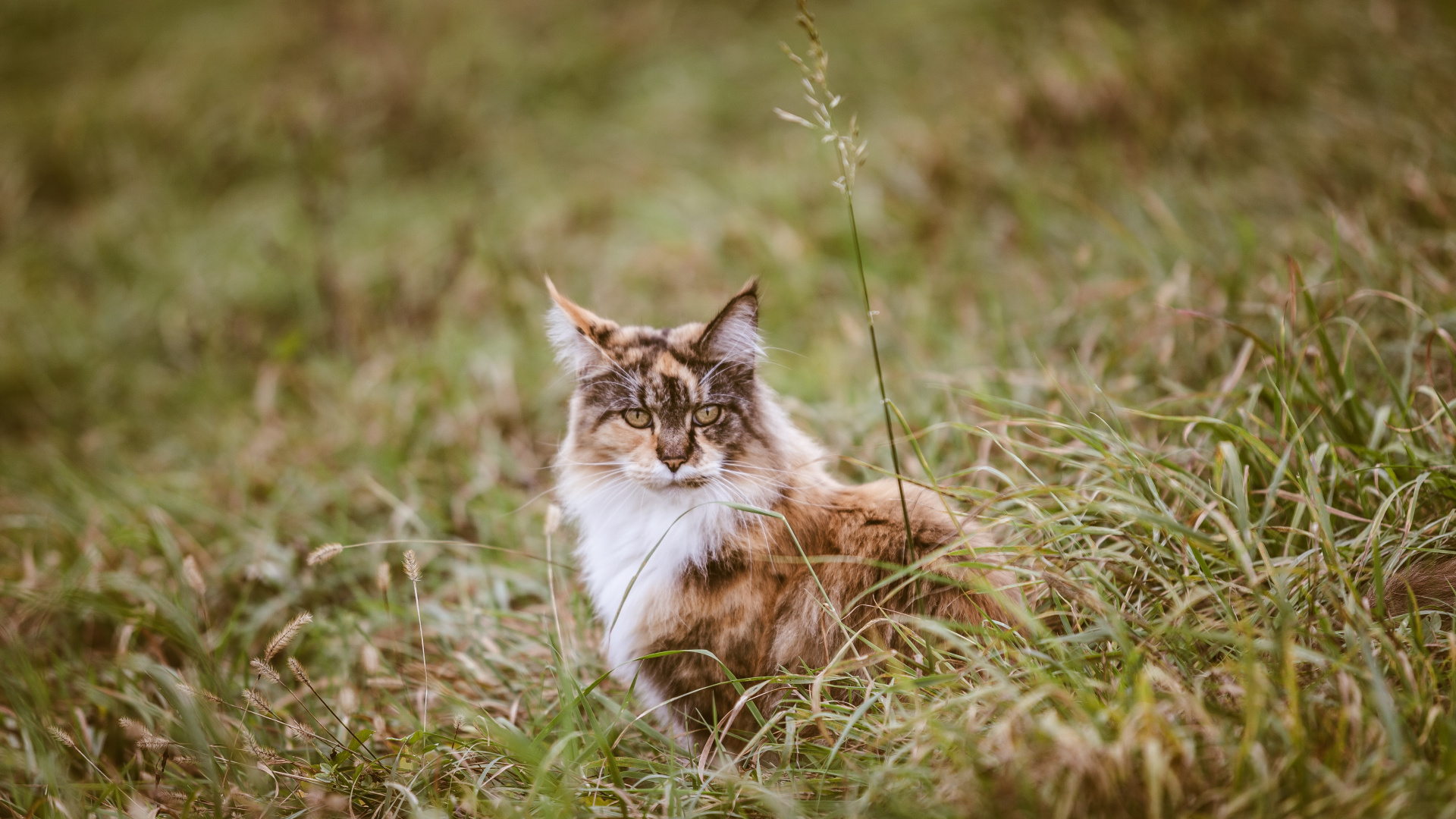 Brown and White Cat on Green Grass During Daytime Full HD - KDE Store