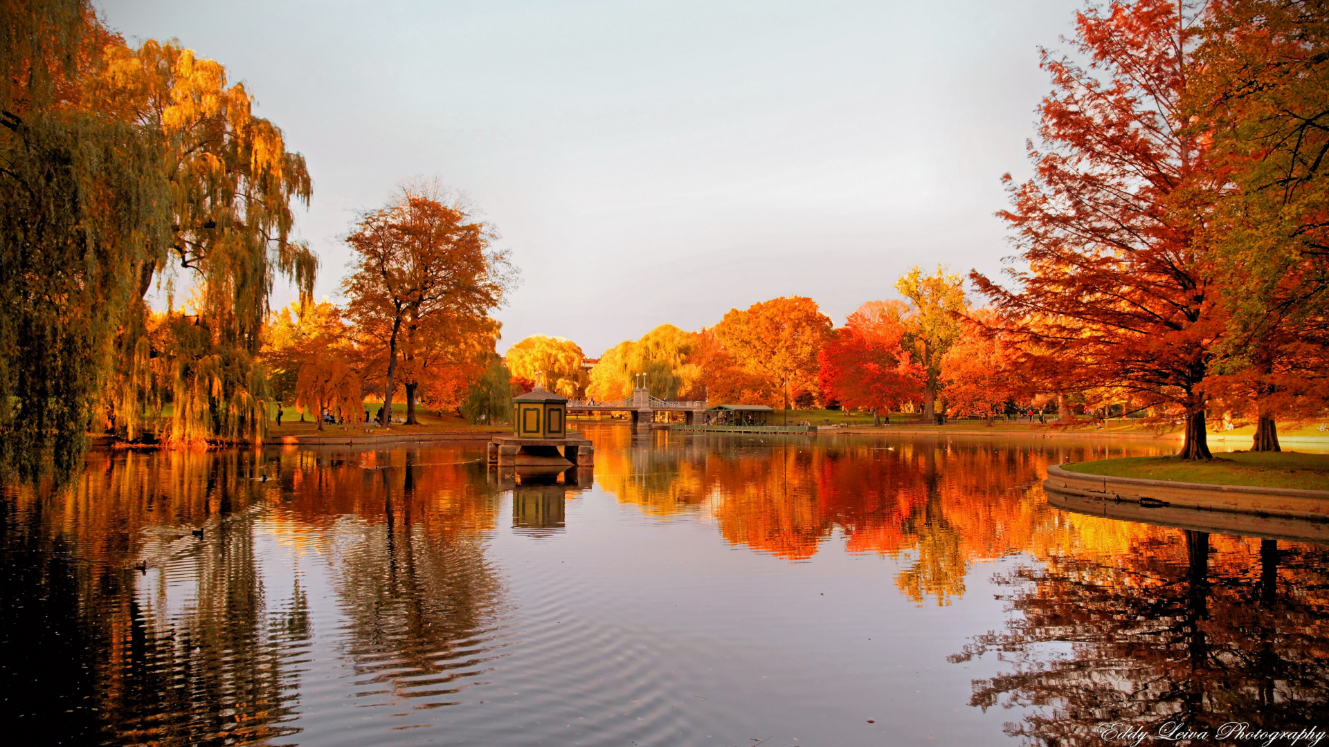 Brown Trees Beside Body of Water During Daytime Full HD - KDE Store