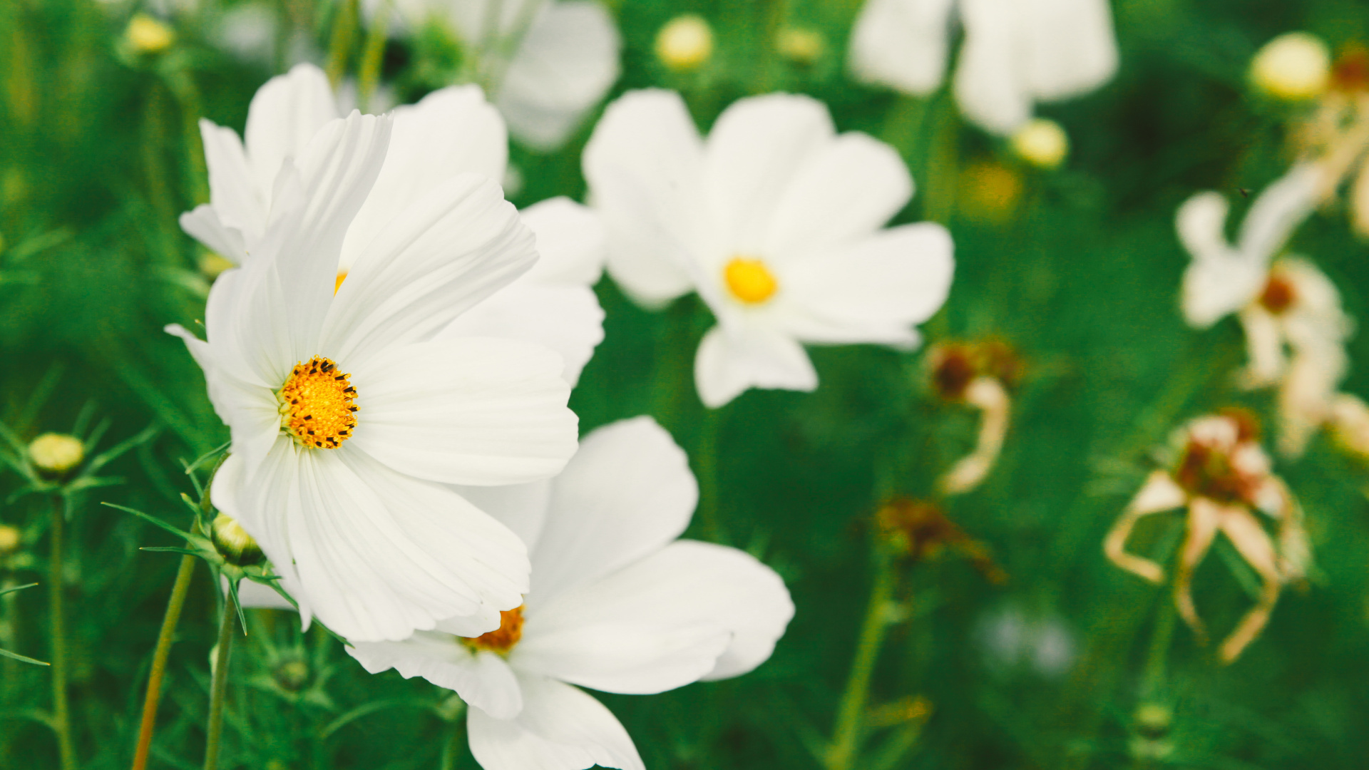 White Flowers in Tilt Shift Lens Full HD - KDE Store
