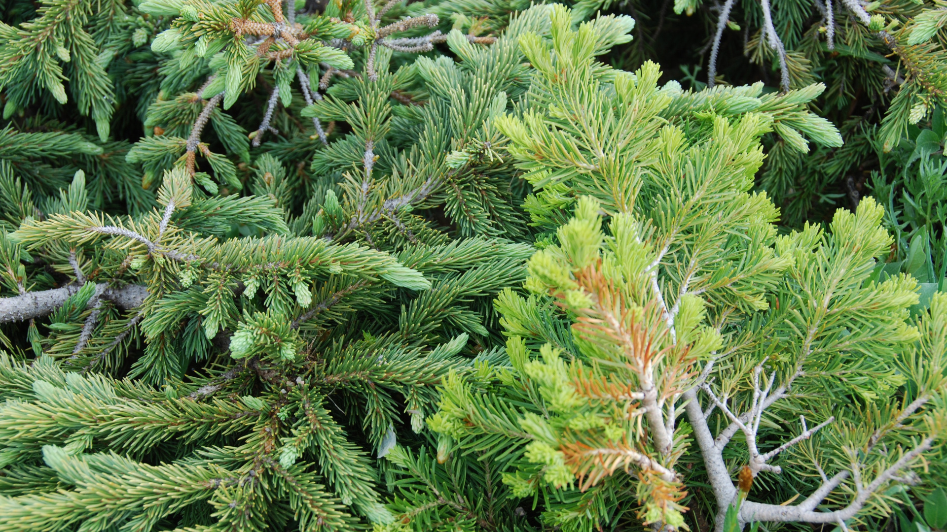 Green Pine Tree During Daytime Full HD - KDE Store