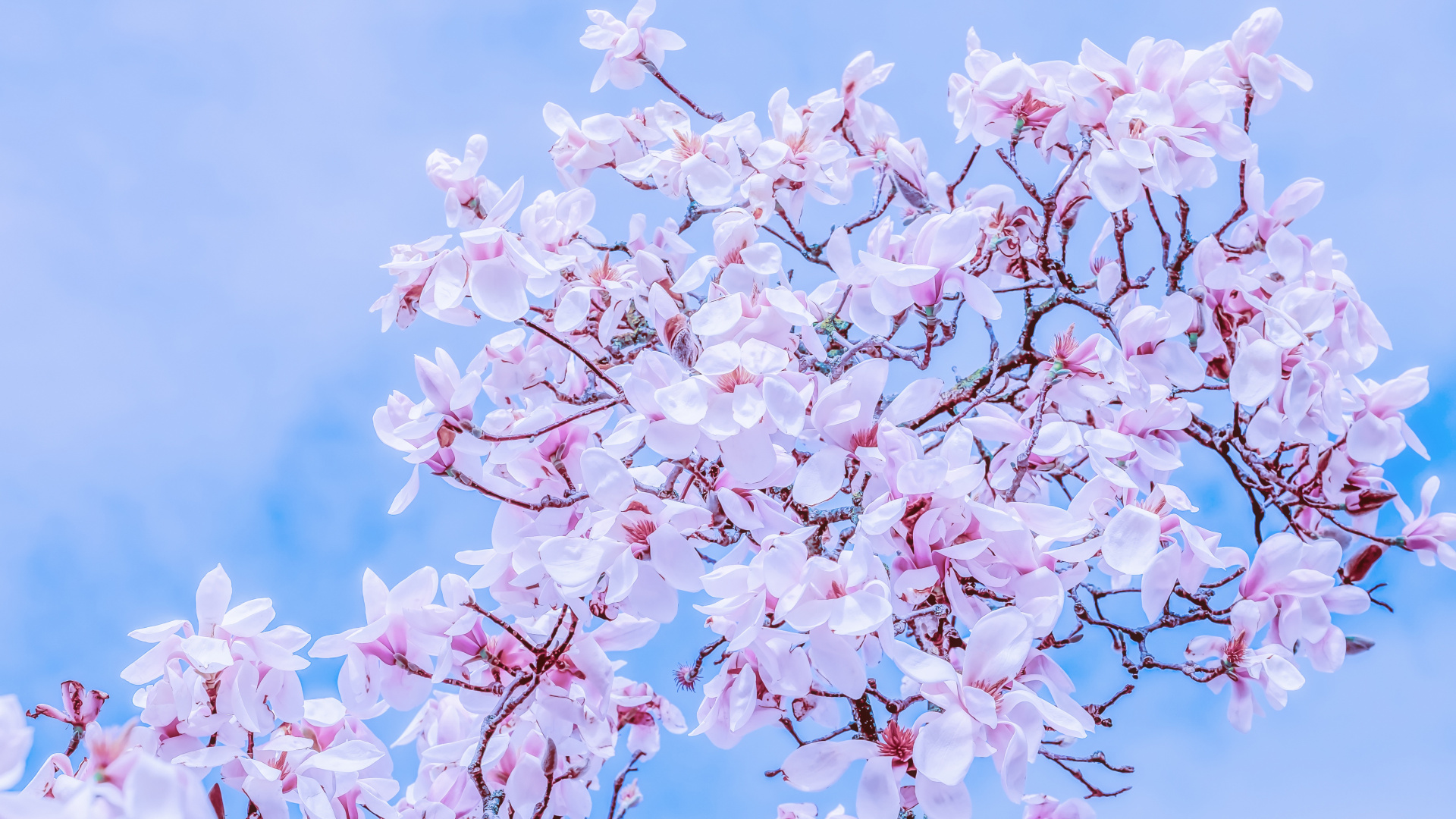 Pink Cherry Blossom Under Blue Sky During Daytime Full HD - KDE Store