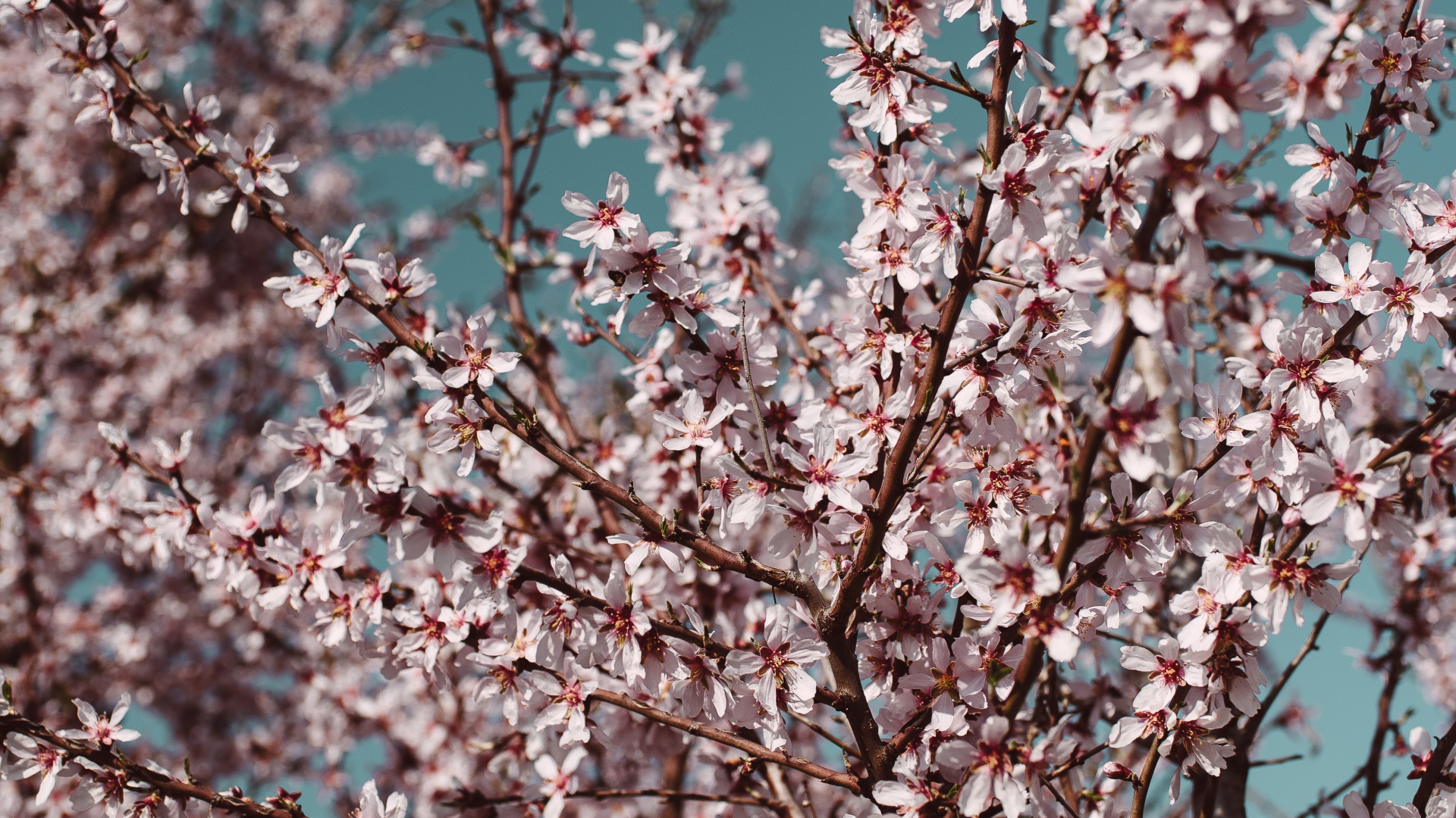 White and Pink Cherry Blossom Tree Full HD - KDE Store