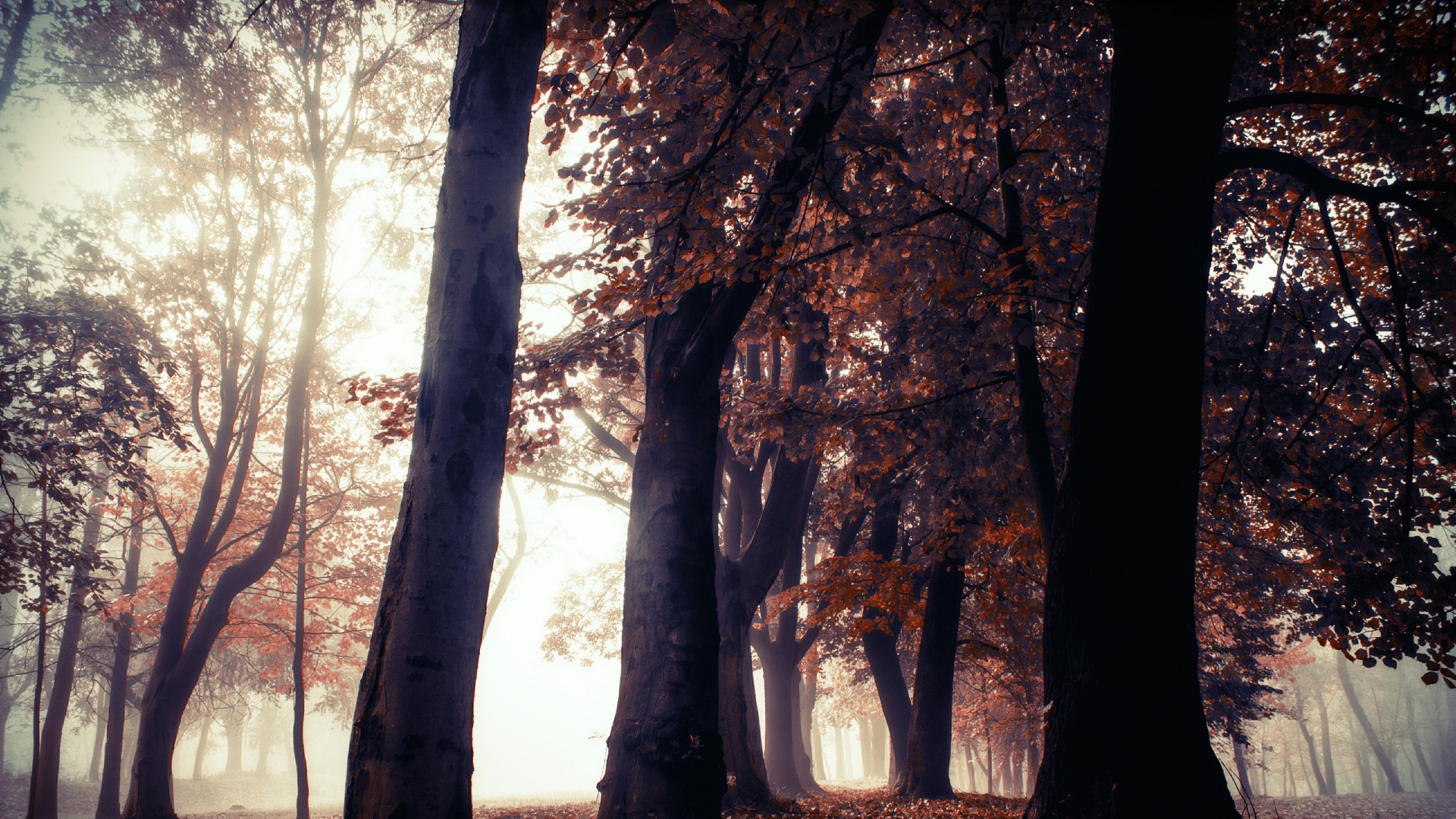 Natural Landscap - KDE Store