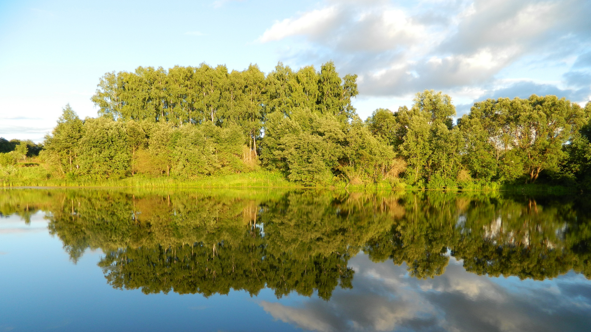 Green Trees Beside Body of Water During Daytime Full HD - KDE Store