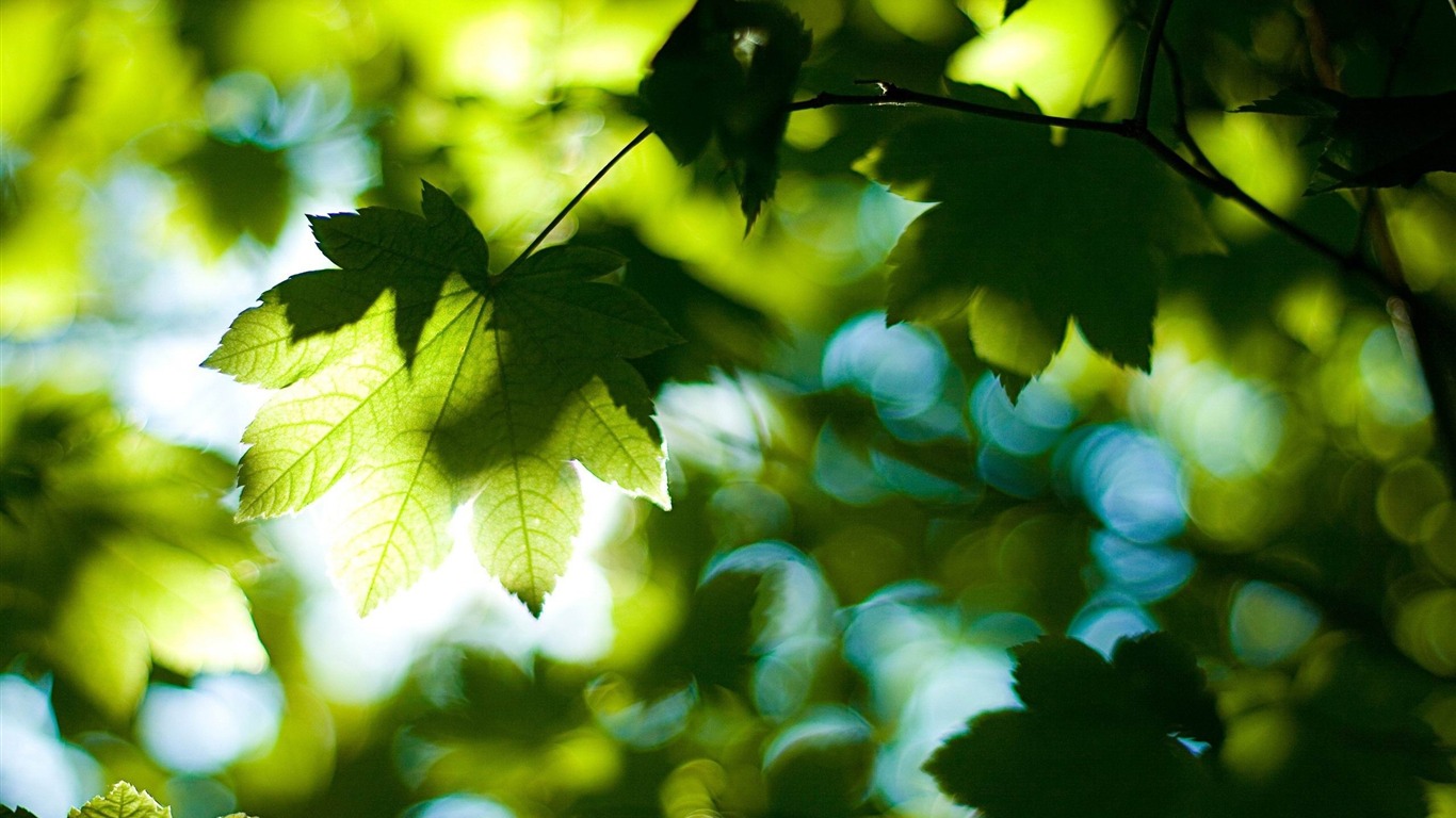 leaves wood light-Plants Macro wallpaper - KDE Store