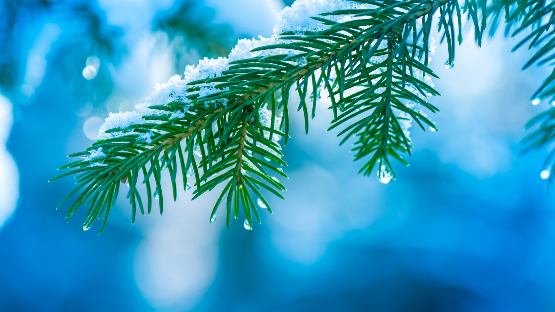 Green Leaf in Close up Photography Full HD - KDE Store