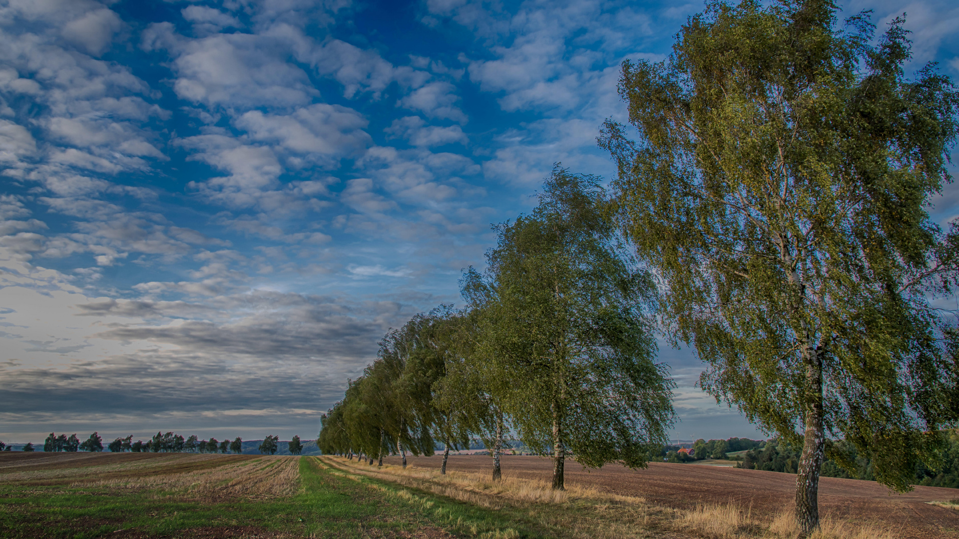 Green Trees on Green Grass Field Under Blue Sky and White Cl - KDE Store