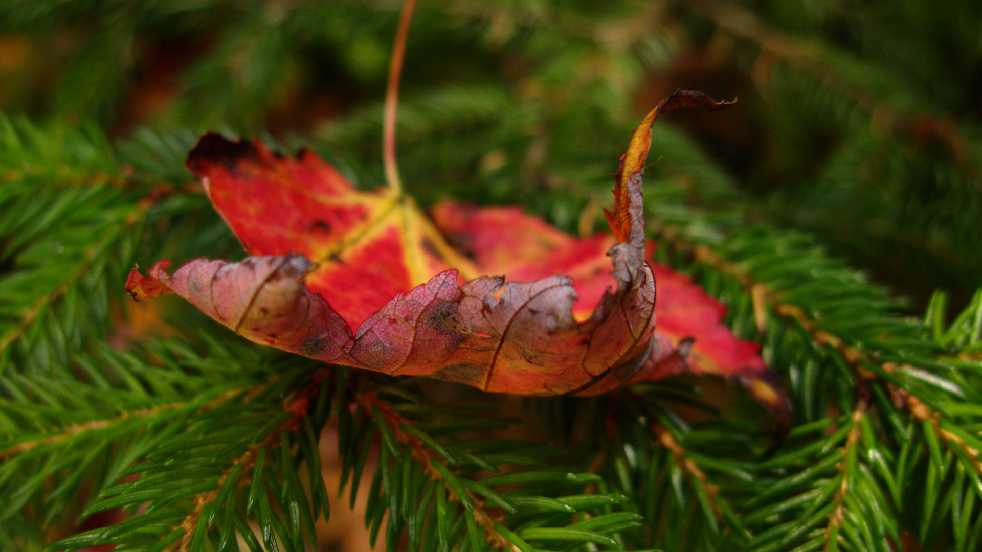 Brown Dried Leaf on Green Leaves Full HD - KDE Store