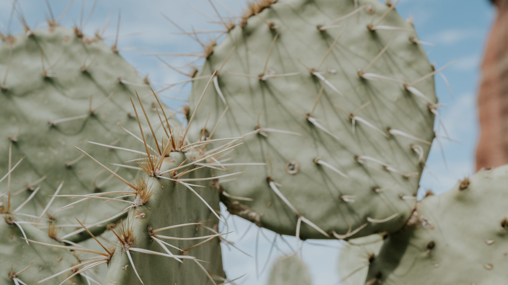 Gray Cactus Plant During Daytime Full HD - KDE Store