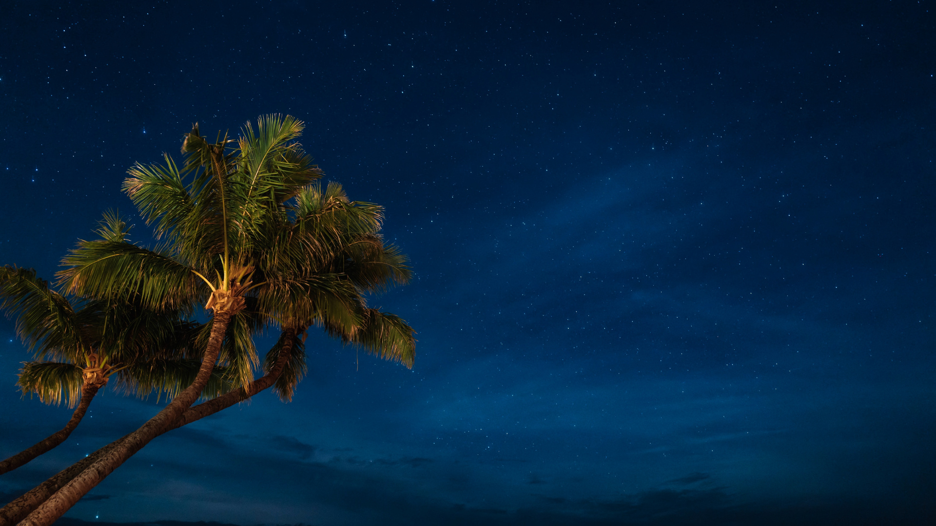 Green Palm Tree Under Blue Sky During Night Time Full HD - KDE Store