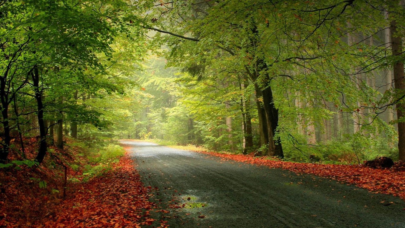 road trees foliage fallen-Pictures HD Wallpape.. - KDE Store