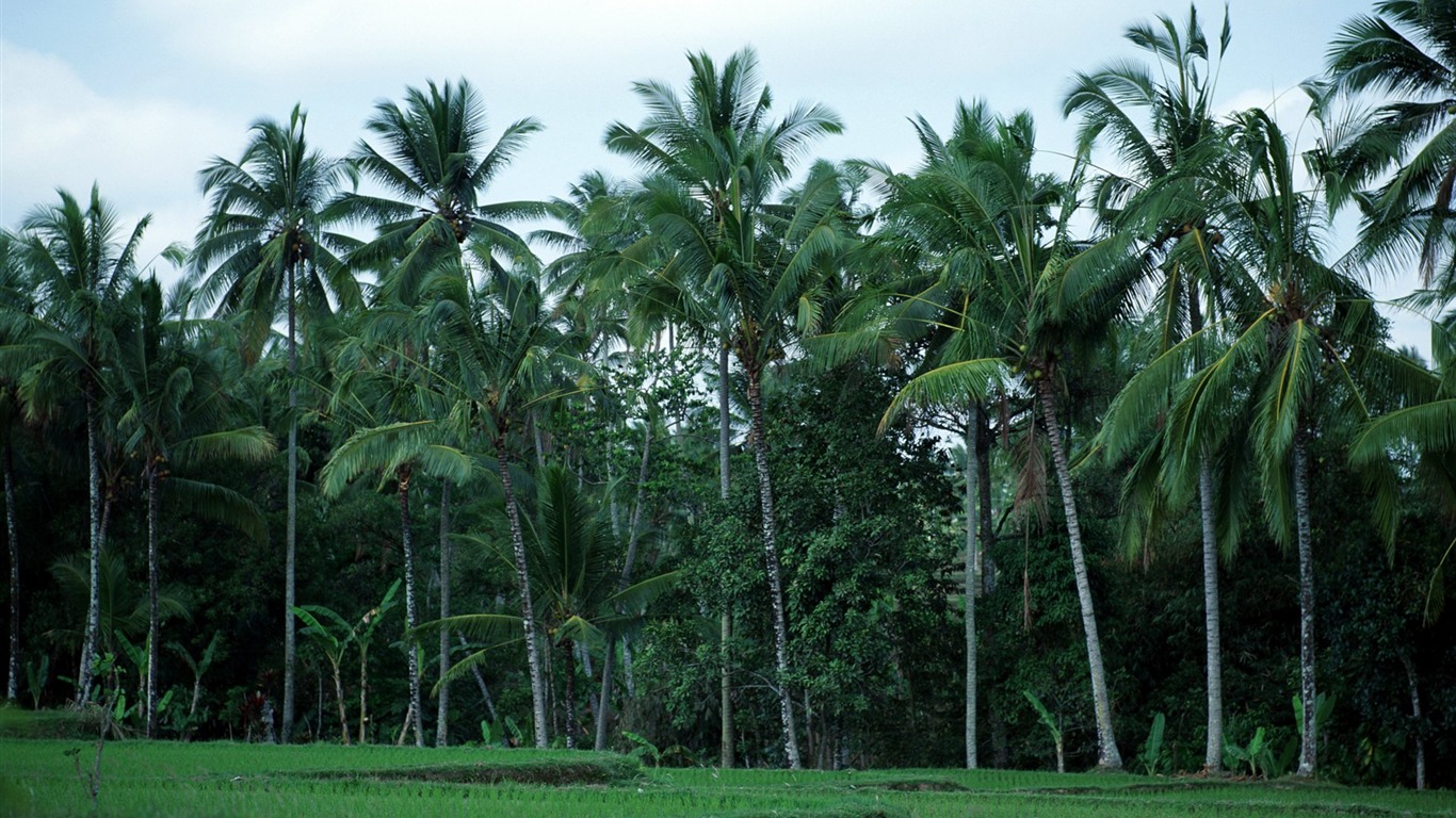 Bali palm tree wallpaper - KDE Store