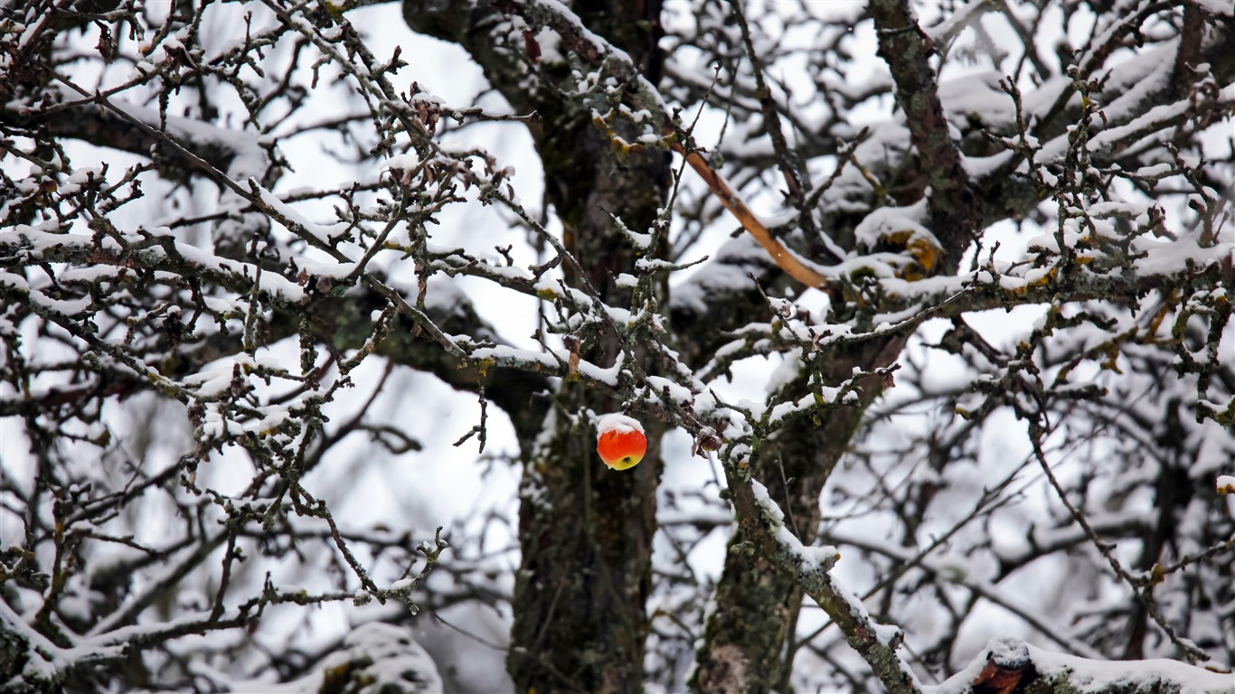 Apple hanging on a snowy tree Germany Bing 4K - KDE Store