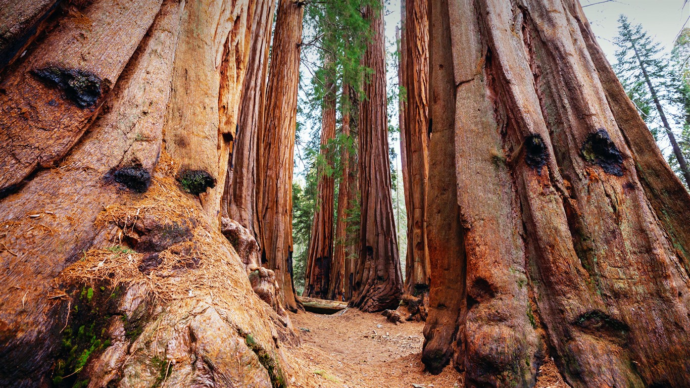 Giant sequoias Sequoia National Park Californi.. - KDE Store