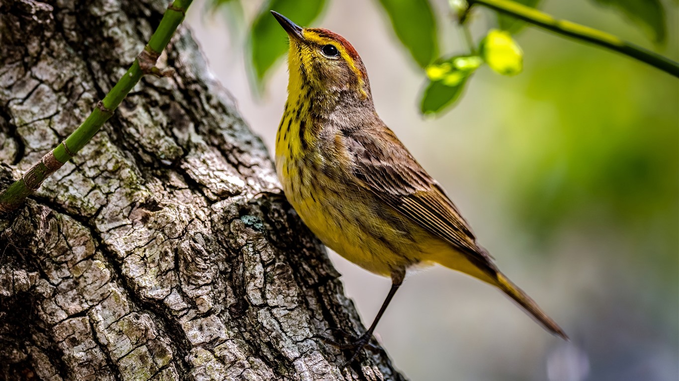 Palm Tree Warbler Cute Elf Bird 5K Palm_Tree_Warbler_Cute_E - KDE Store