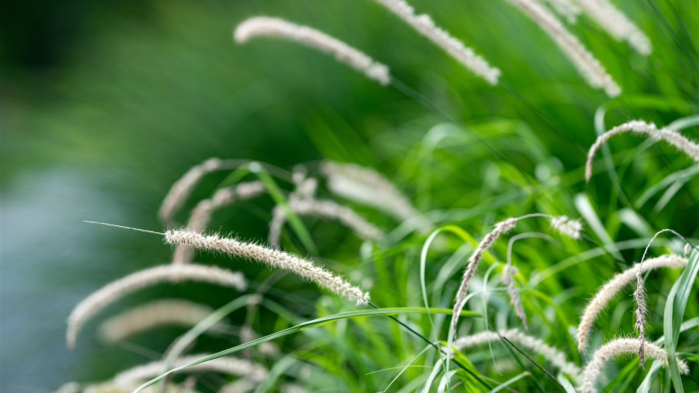 Setaria Grass Plant Nature Closeup 5K - KDE Store