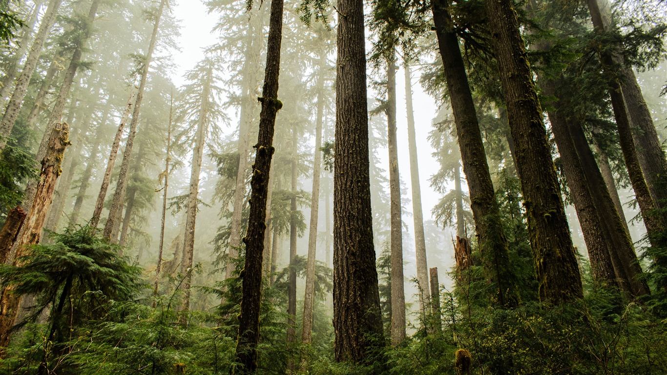 Forest Morning Fog Port Angeles WA USA 5K - KDE Store