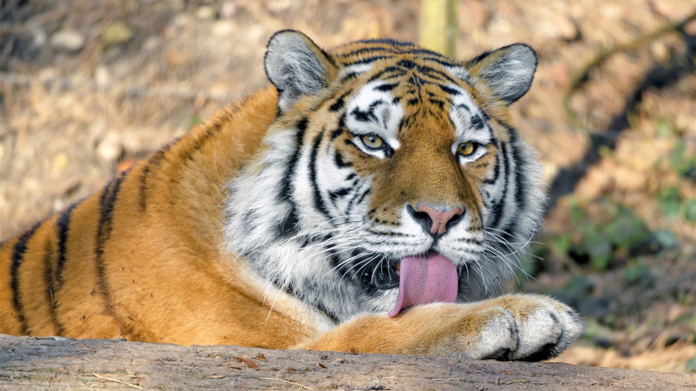 Tiger Predator Tongue 2021 Wild Animal HD Phot.. - KDE Store