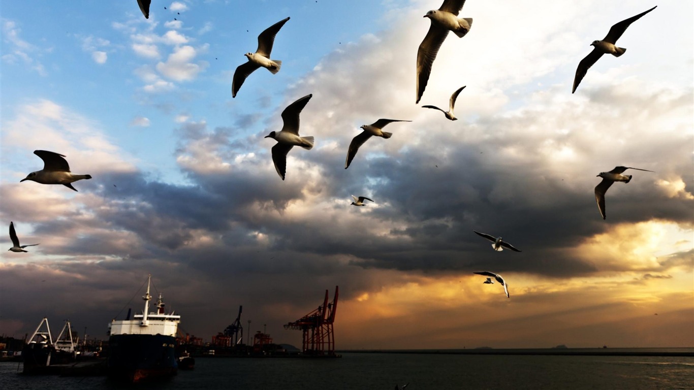 Seagull Bird Clouds-Nature Scenery Wallpaper - KDE Store