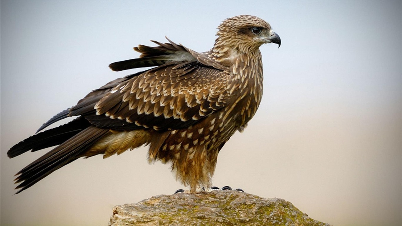Hawk Hd Desktop Wallpaper HD Wallpaper: Hawk Bird Of Prey Desktop Hd